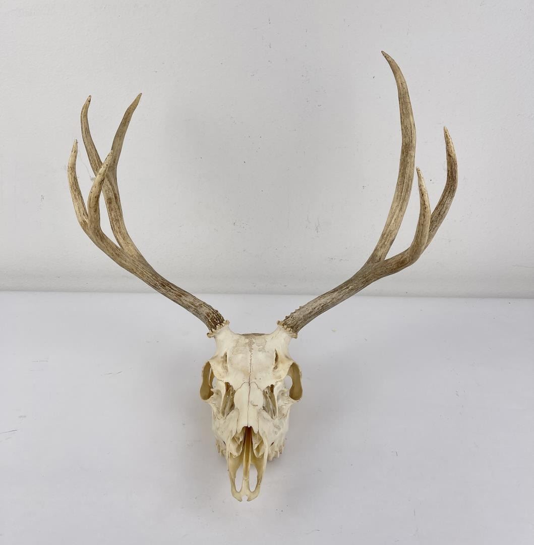 European Mounted Montana Mule Deer Horns