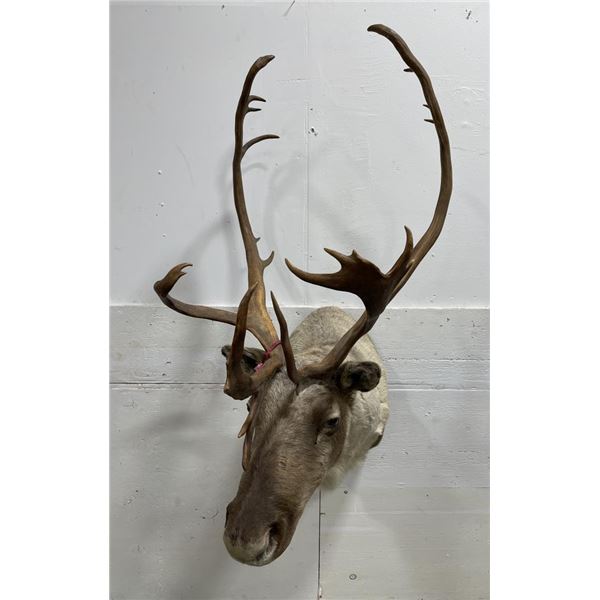 Woodland Caribou Taxidermy Mount