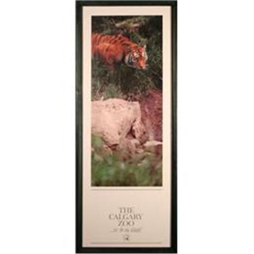 Calgary Zoo Promotional Tiger Poster #2254307
