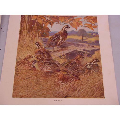 1917 Dupont Lynn Bogue Hunt Duck Prints