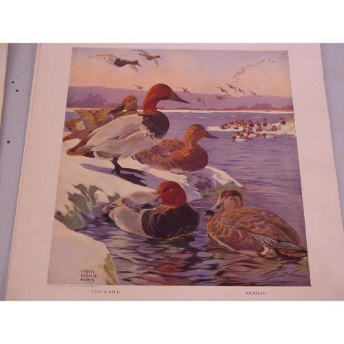 1917 Dupont Lynn Bogue Hunt Duck Prints
