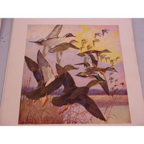 1917 Dupont Lynn Bogue Hunt Duck Prints