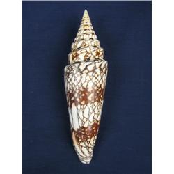 A MAGNIFICENT SPECIMEN OF CONUS MILNEEDWARDSI