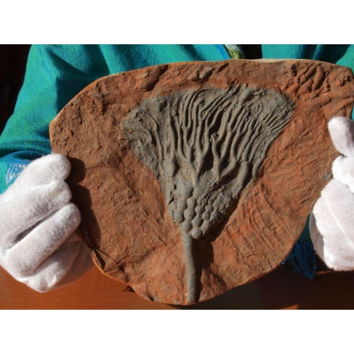Prehistoric 480 Million Year Old Crinoid Fossil