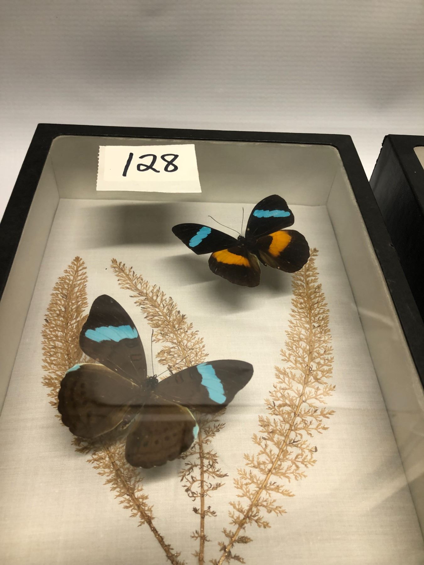 5 Butterfly Shadow Boxes Hangable Pedersen's Natural History Selkirk