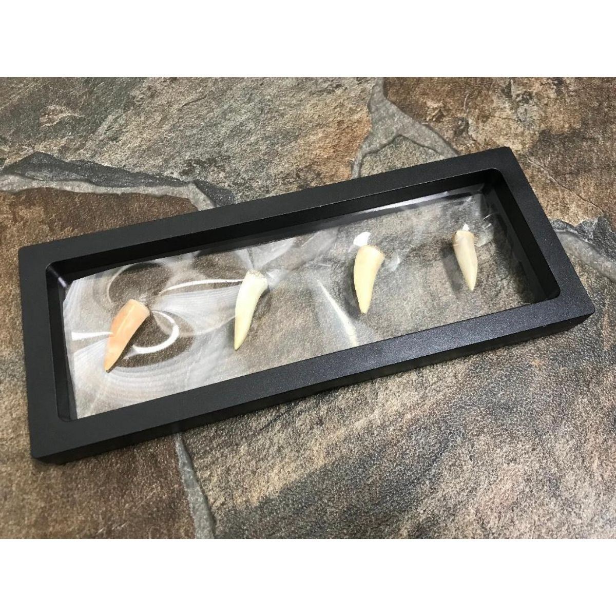 Set of Prehistoric Predator Fish Fangs, Fossils Display