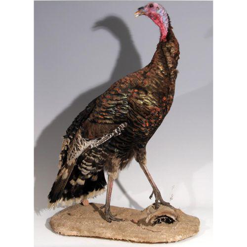Merriam's Turkey taxidermy mount