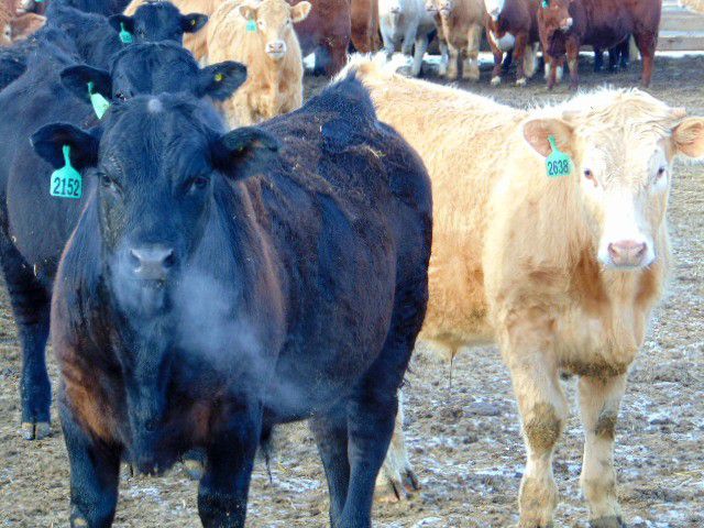 Coro View Farms - 1000# Steers - 160 Head (Scandia, AB) - Team Auction ...