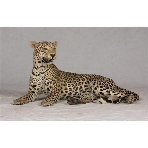 FULL MOUNT LEOPARD TAXIDERMY RECLINING POSITION