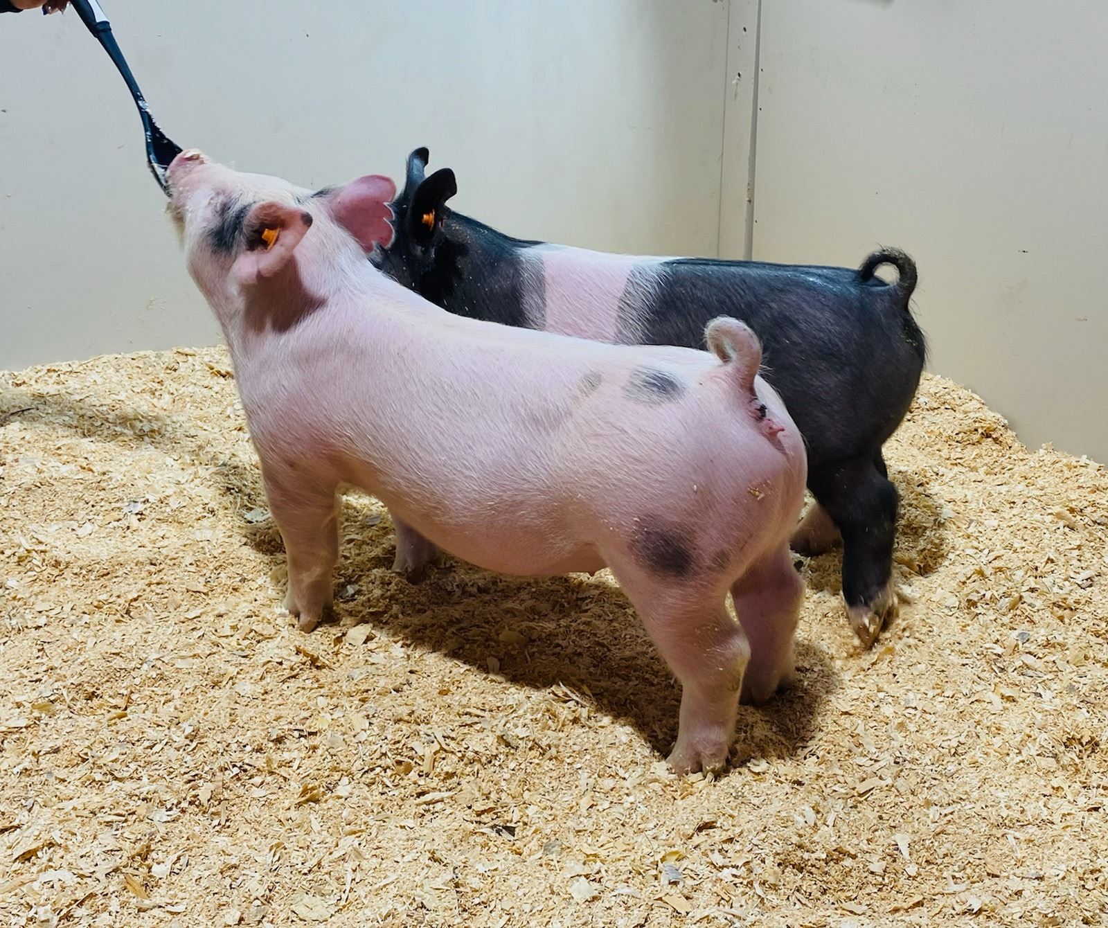 Cross Gilt