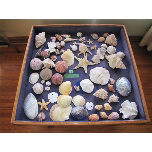 seashell collection number one