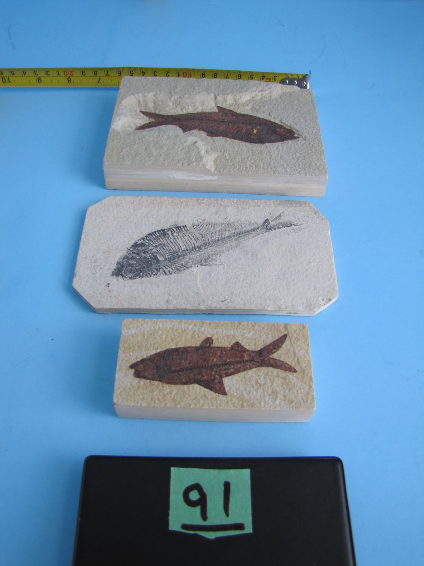 collection of three fossilized ??? fish in stone. not too sure about ...