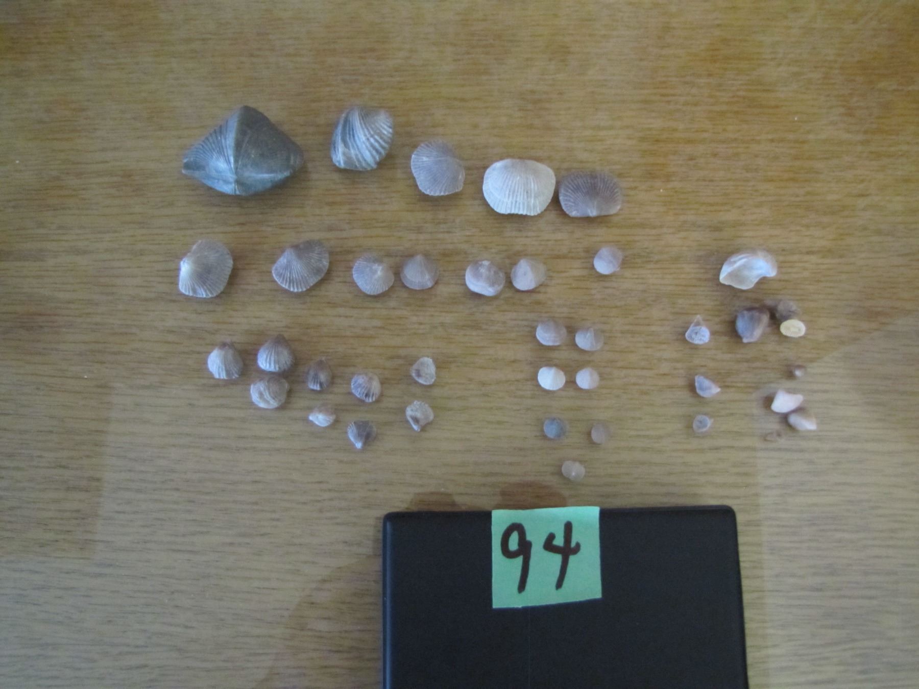 collection of small fossilized rocks\shells