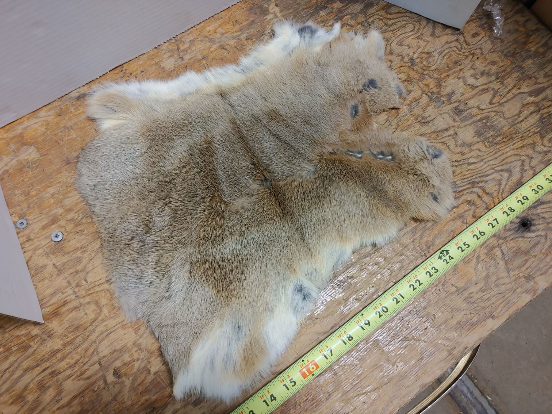 Rabbit Pelt