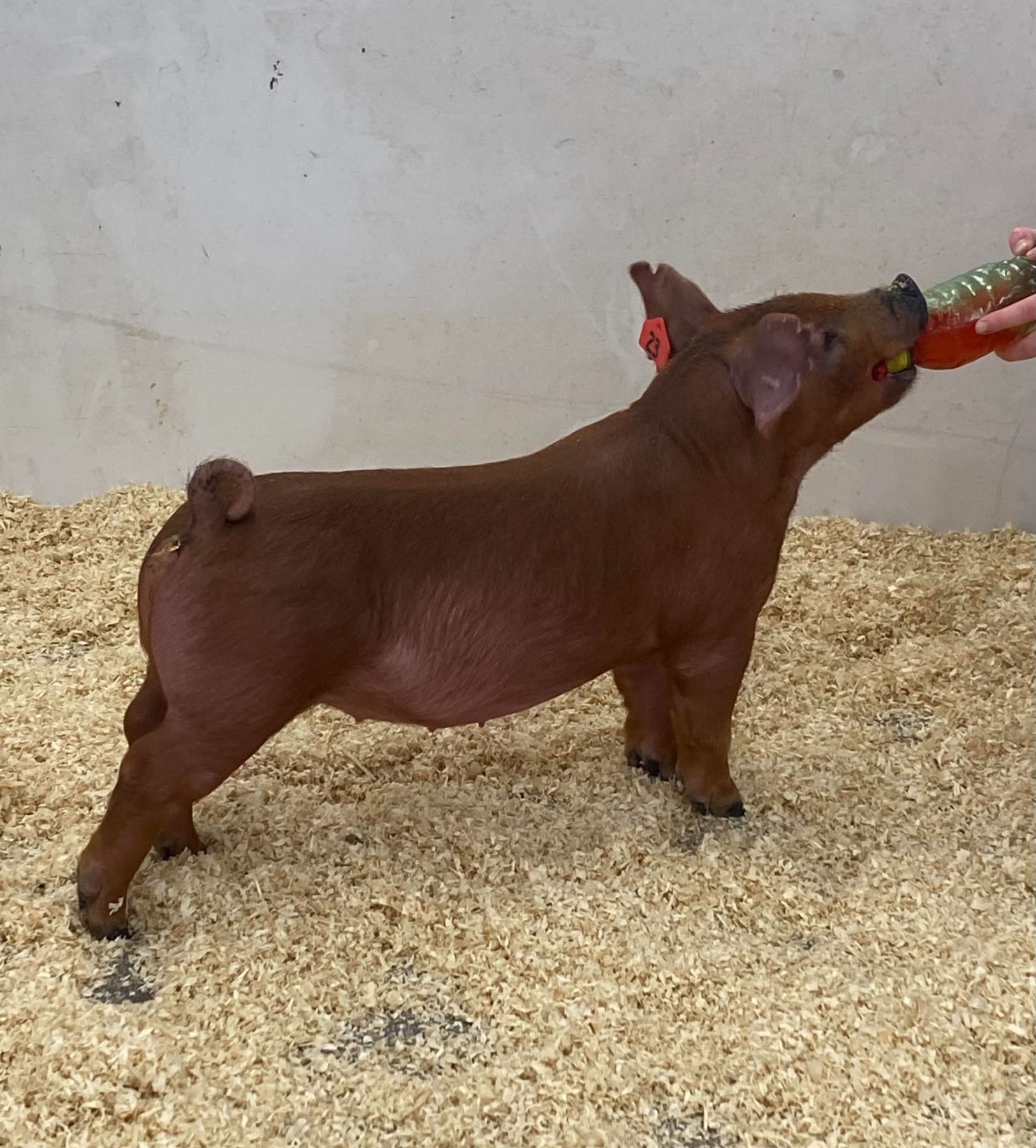 Duroc Gilt