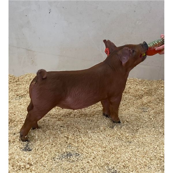 Duroc Gilt
