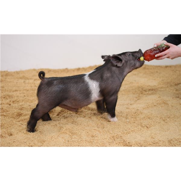 13-6 Cross Boar - Mai Show Pigs