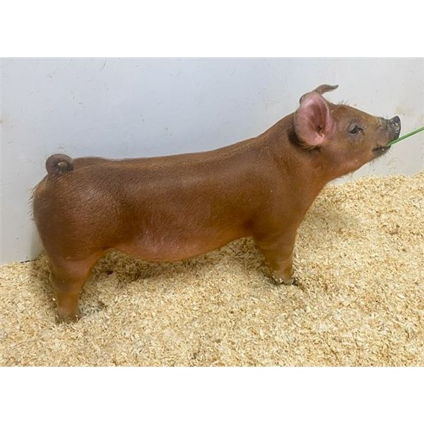 12-1 Duroc Barrow - Thompson and Sons Show Pigs