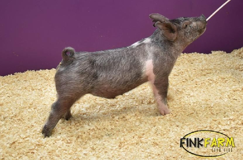 21-8 Cross boar - Fink Farm Show Pigs