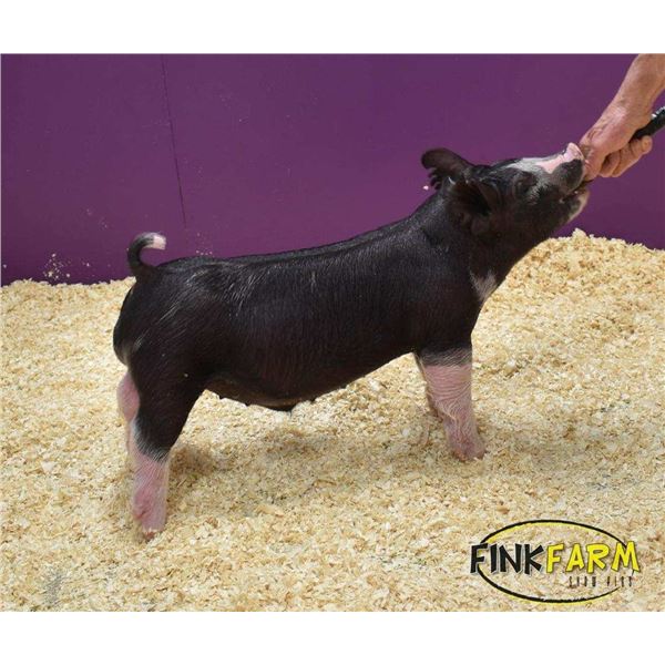 23-8 Berk Boar - Fink Farm Show Pigs