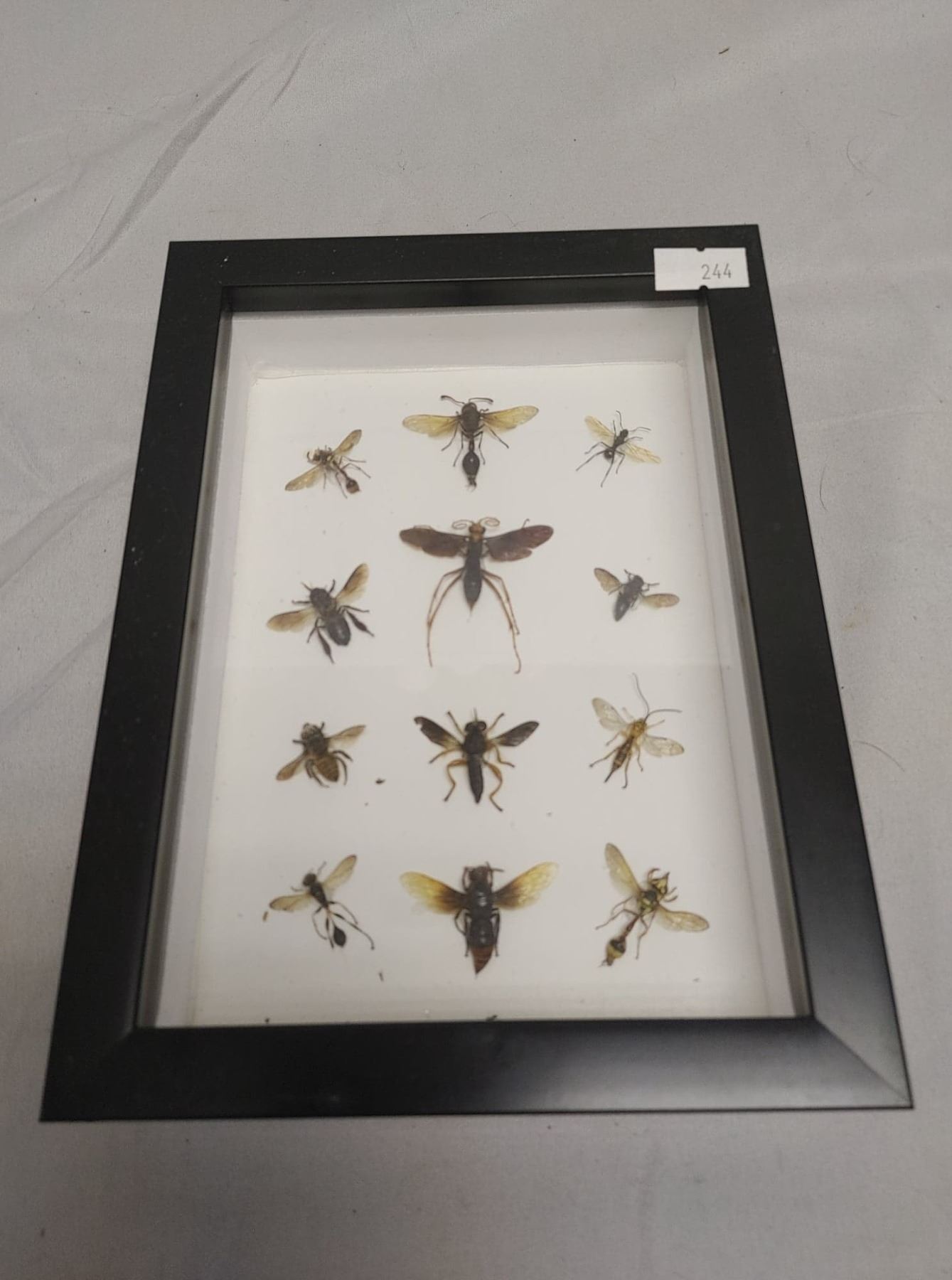Beautiful Unique 12 Piece Flying Insect Shadow Box
