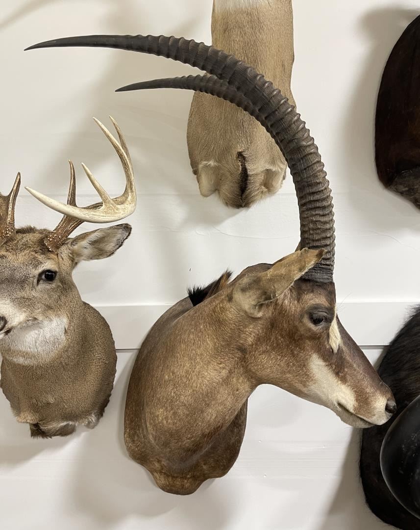 Trophy African Sable Antelope Taxidermy Mount