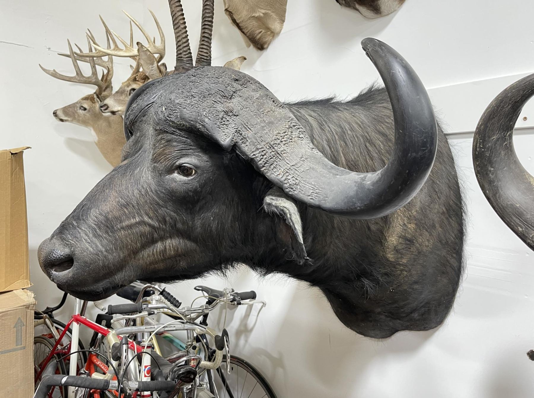 Trophy African Cape Buffalo Taxidermy Mount