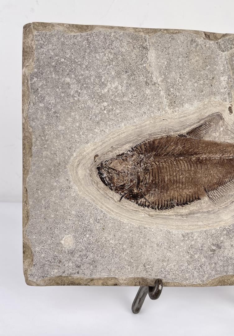Diplomystus dentatus Green River Shale Fossil Fish