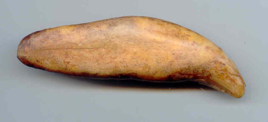 Prehistoric Cave Bear Tooth
