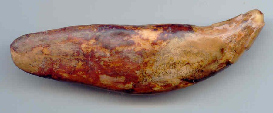 Prehistoric Cave Bear Tooth