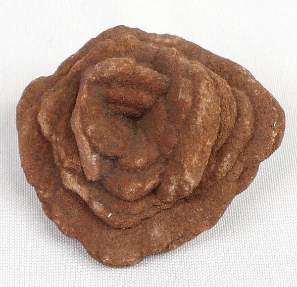 Petrified Red Desert Rose 2x4''