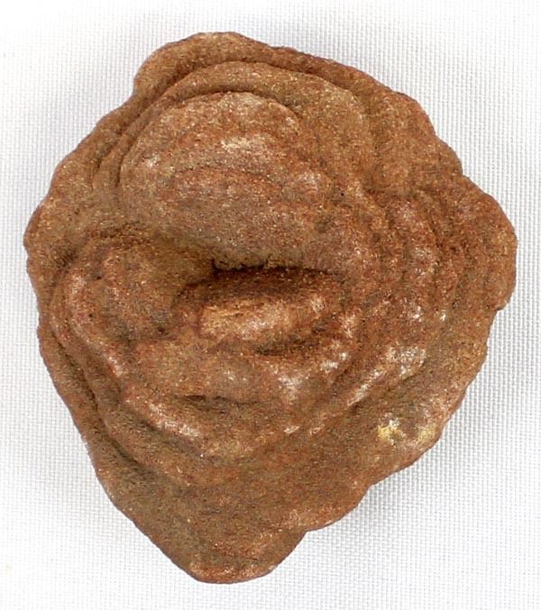 Petrified Red Desert Rose 2x4''