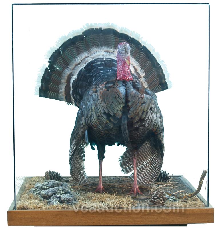 Showcased Strutting Gobbler: Taxidermy By Award Winner