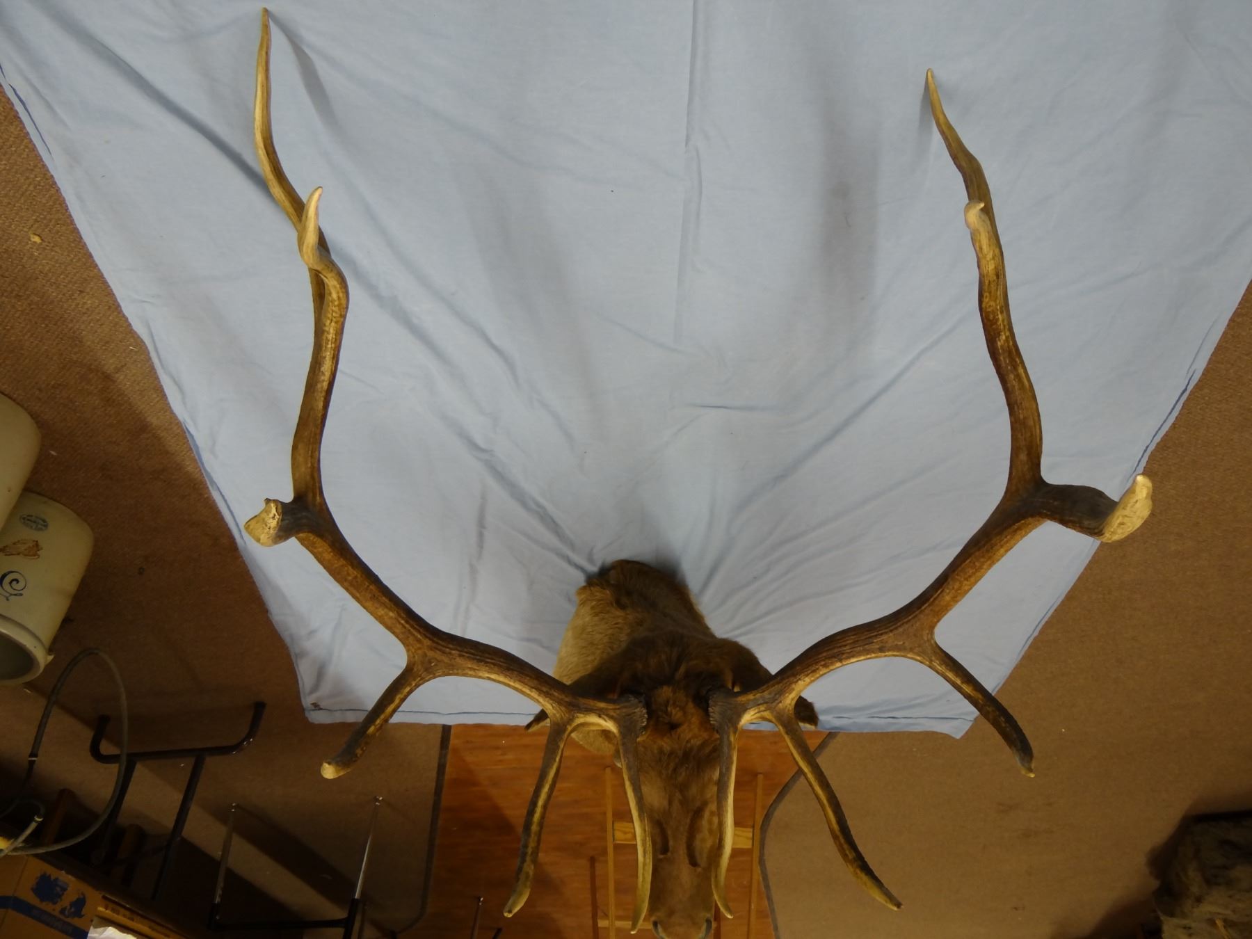 Elk mount, 6 point