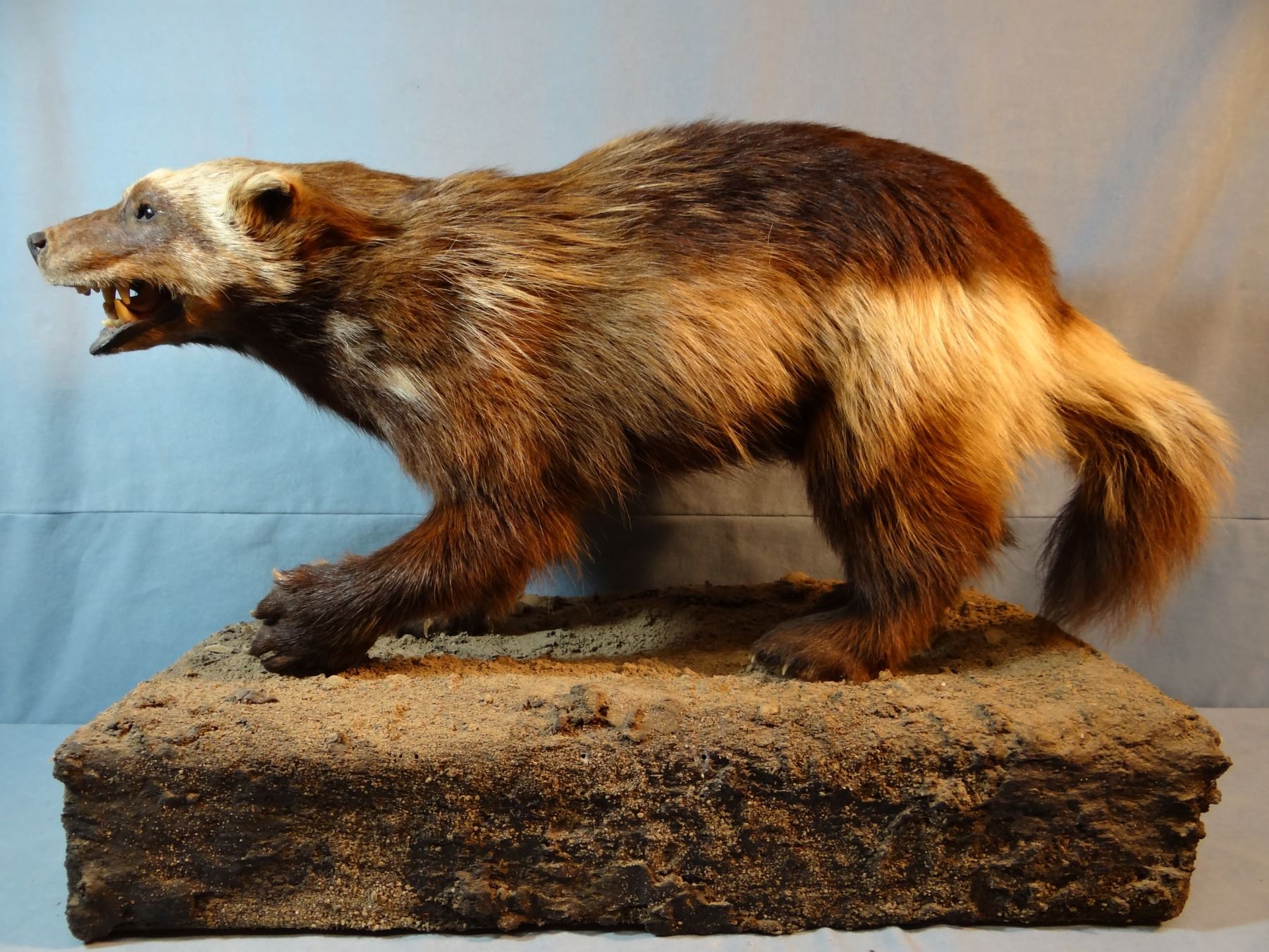 Wolverine, full mount