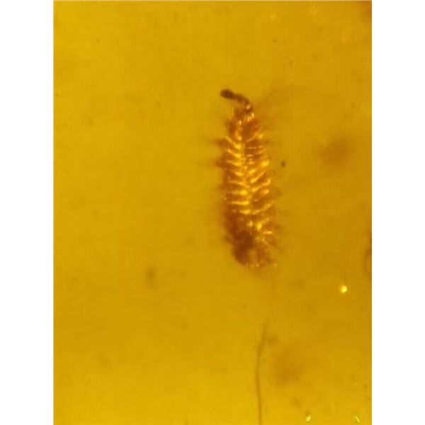 Polyxenida millipede in burmite amber from Myanmar.
