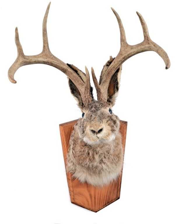Jackalope Head Mount