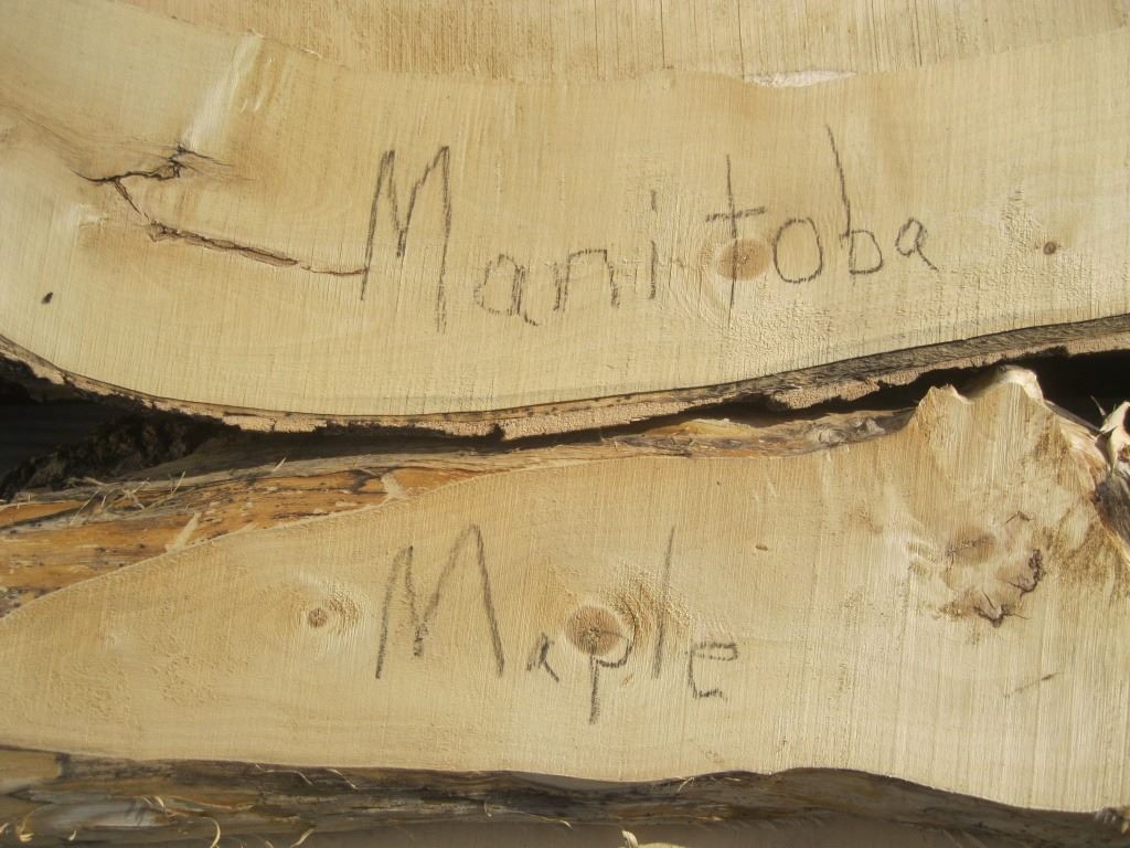 Misc Manitoba Maple Various Shapes & Sizes