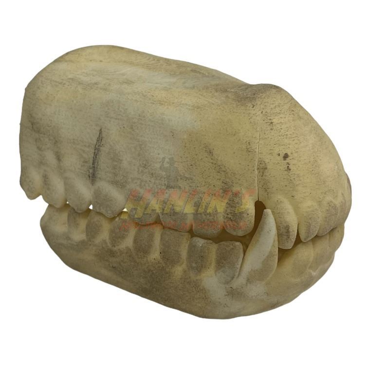 Alien: Covenant (2017) - Xeno Jaw Pieces