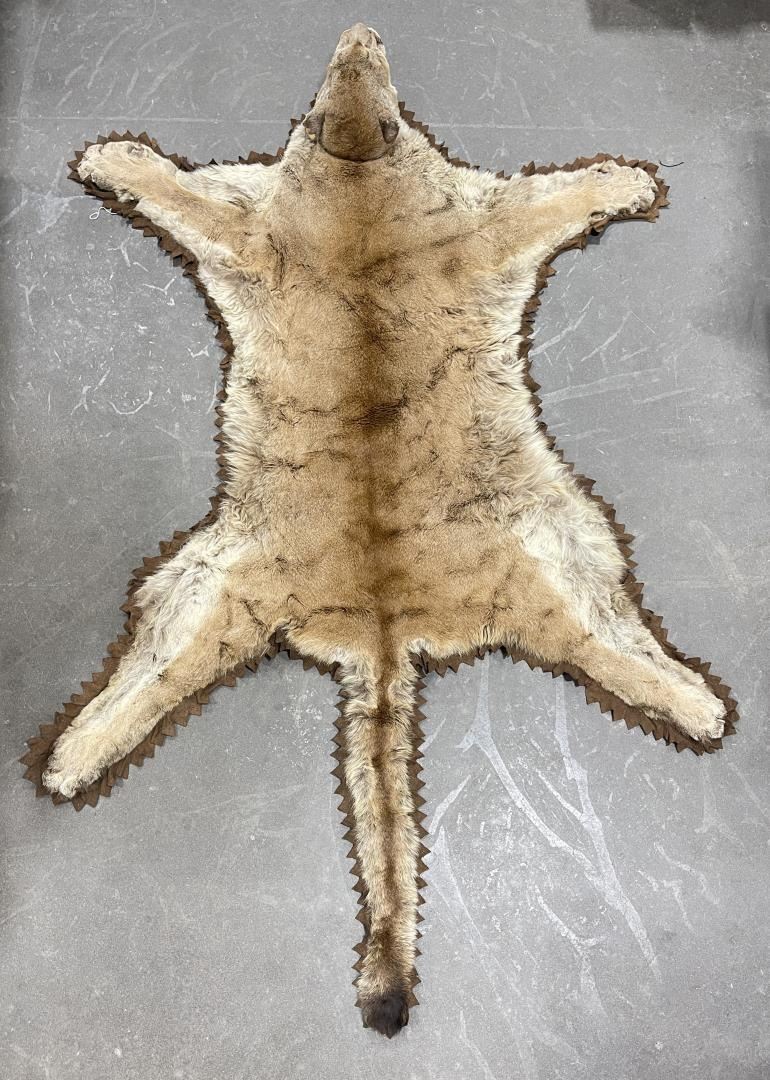Montana Taxidermy Mountain Lion Rug