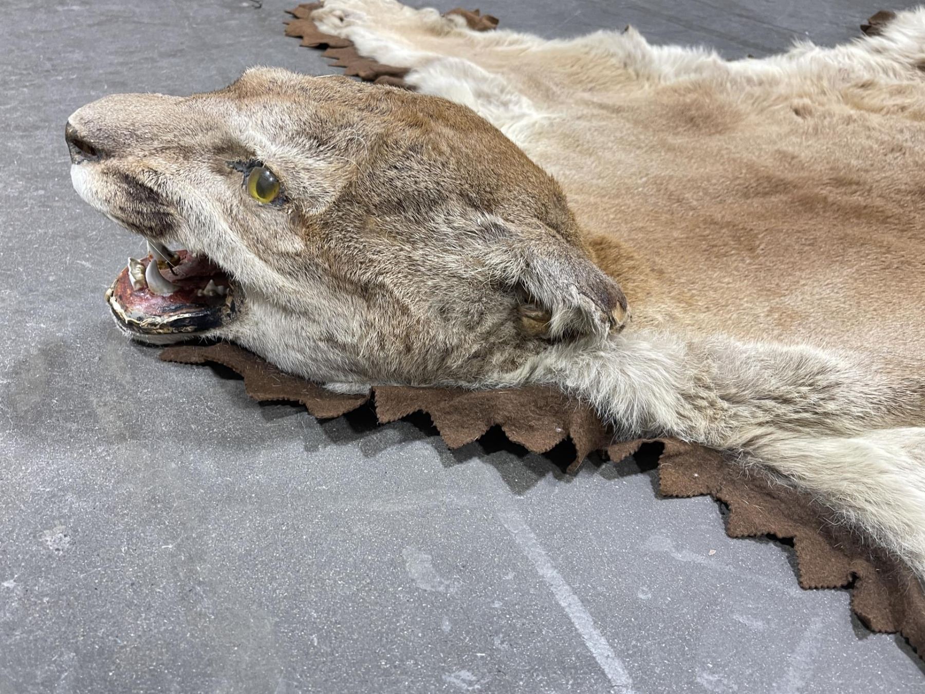 Montana Taxidermy Mountain Lion Rug