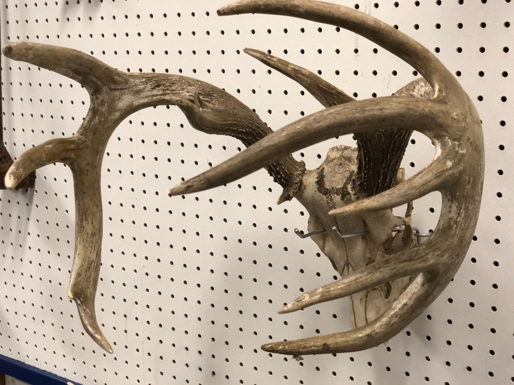 Sun bleached Deer Skull W Antlers Sun bleached Deer Skull W Antlers