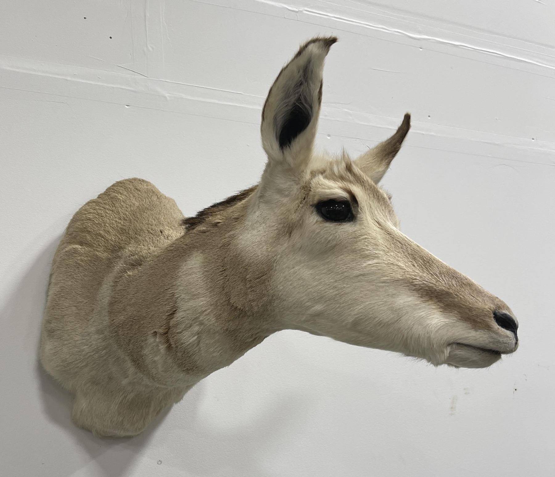 Trophy Montana Taxidermy Antelope Doe Mount