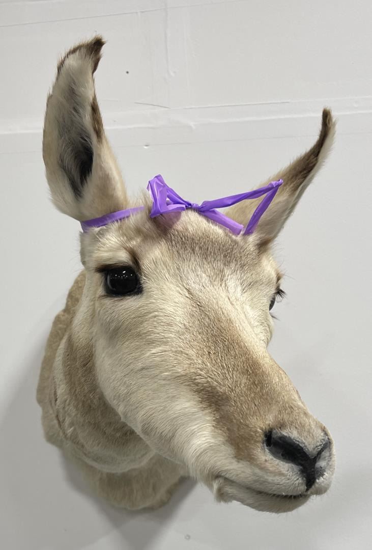 Trophy Montana Taxidermy Antelope Doe Mount