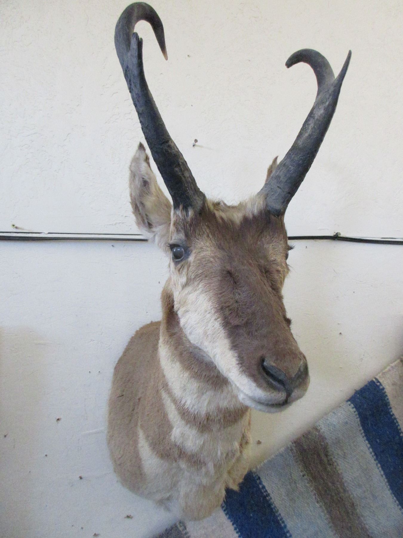 Antelope Mount- 13"L X 6" Bases
