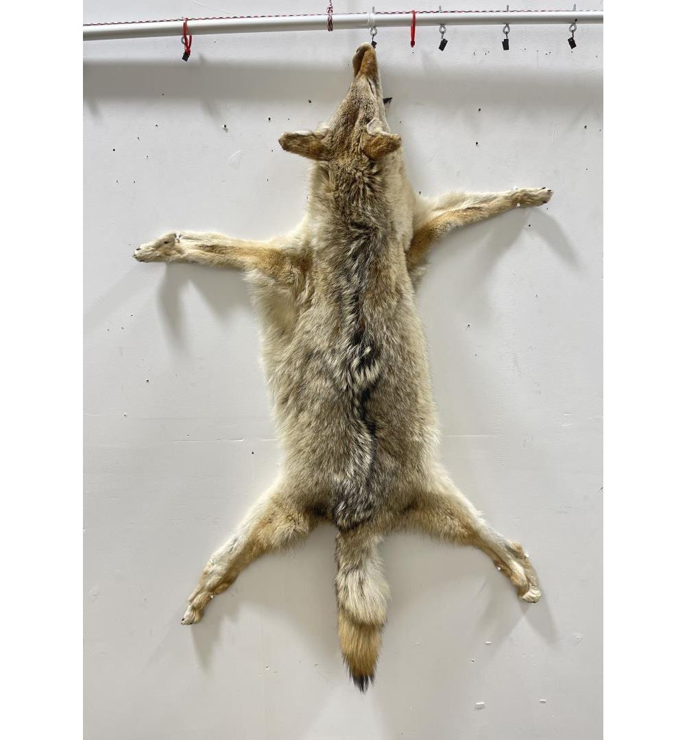 Very Nice Montana Taxidermy Coyote Pelt