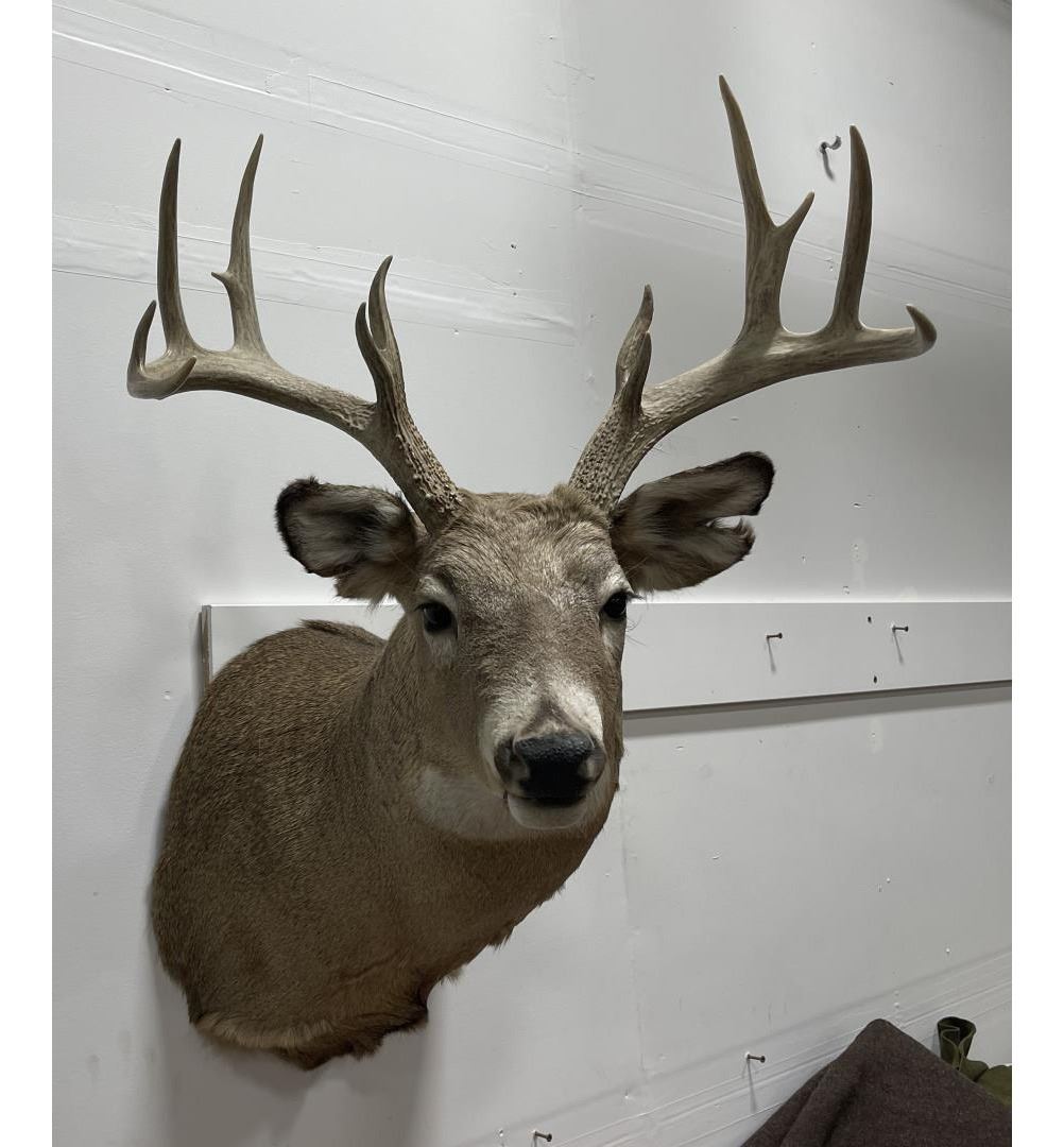 Trophy Montana Taxidermy Whitetail Deer Mount