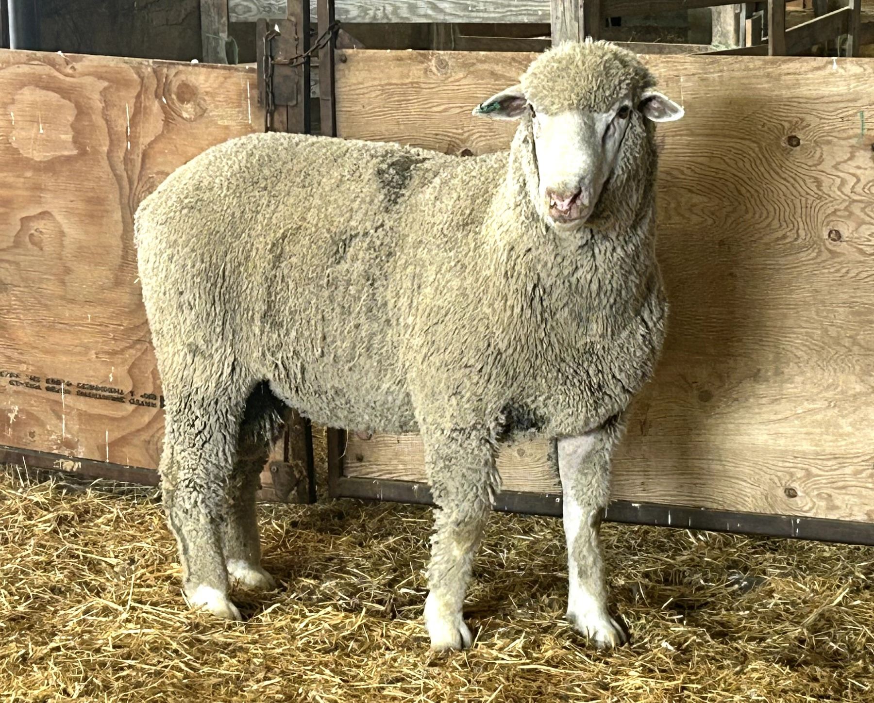 Consignor: Sam Ortmann - Targhee