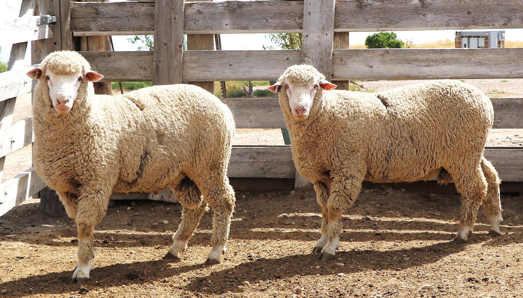 Consignor: Montana Sheep Co. - Targhee