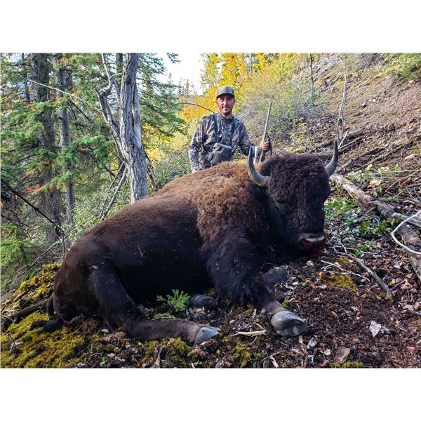 Alaska Copper River Bison Special Permit Si454